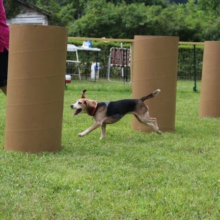 Rodeo Dog (Aug) 2024